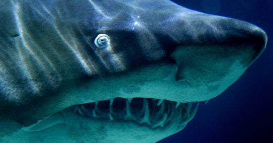 Shark Attacks Spike to 10-Year High - CBS News