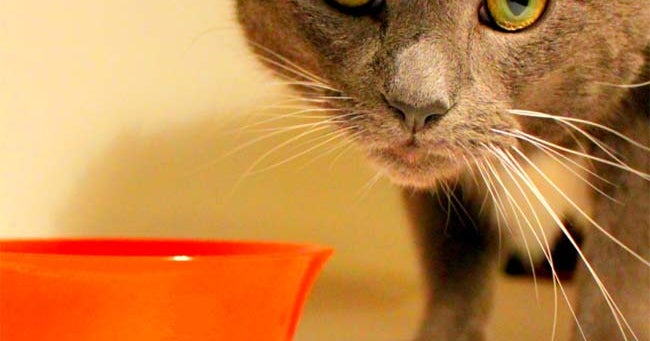 Study Reveals Physics of How Cats Drink - CBS News