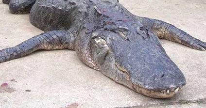 Mo. police shoot alligator twice...but that gator wasn't real - CBS News Mo. police shoot alligator twice...but that gator wasn't real - CBS News