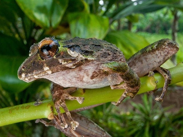 The Lost Frogs of Haiti