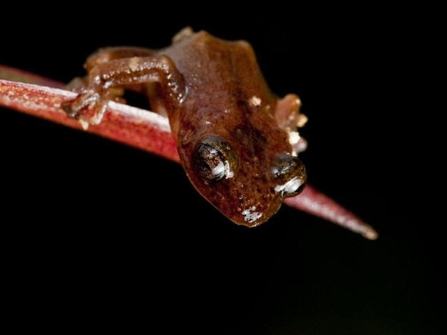 The Lost Frogs of Haiti