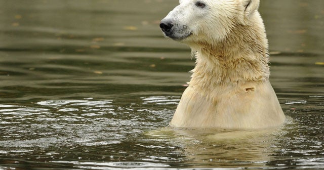 Amateur video of Knut's death surfaces - CBS News