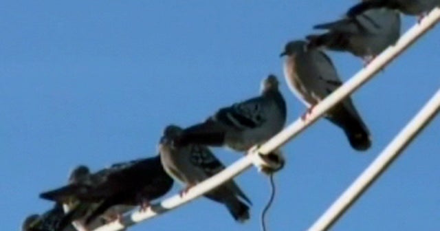 Pigeon Droppings Cause Roof To Crash - CBS News