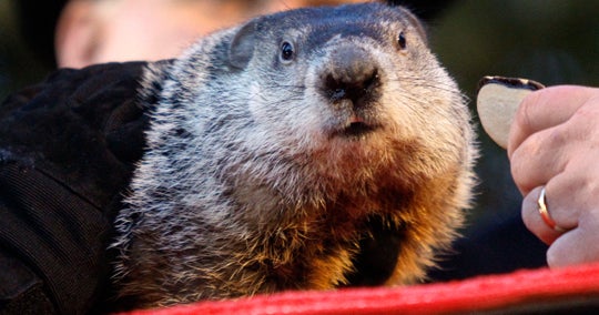 Punxsutawney Phil Through the Years