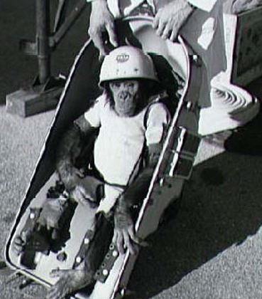 The Legacy of Ham, the Astrochimp