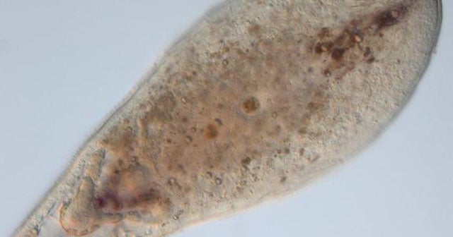 Worms Get Moved Up on Tree of Life Ranking - CBS News