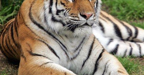 US Releases San Francisco Tiger Attack Documents - CBS News