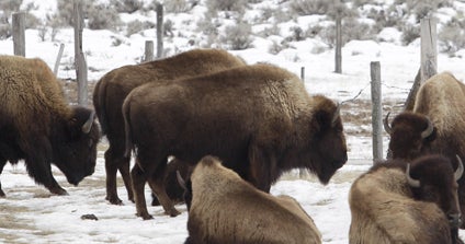 Montana Gov. Blocks Yellowstone Bison Slaughter - CBS News