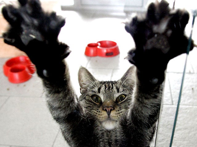 10 scary diseases pets give people