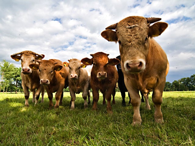 10 scary diseases pets give people