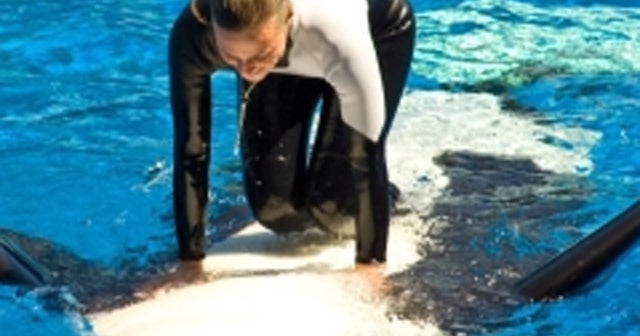 Is SeaWorld safe for killer whale trainers? - CBS News