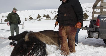 Oregon tribes pursue first bison hunt in century - CBS News