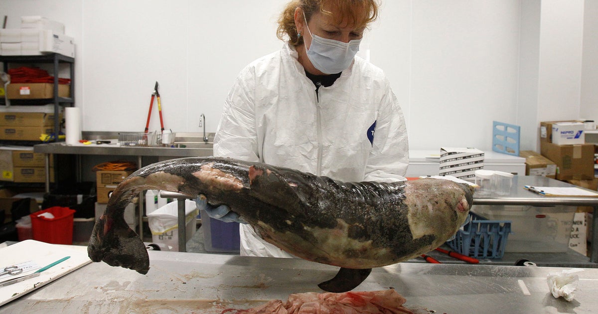 Why are baby dolphins washing ashore in Gulf? - CBS News