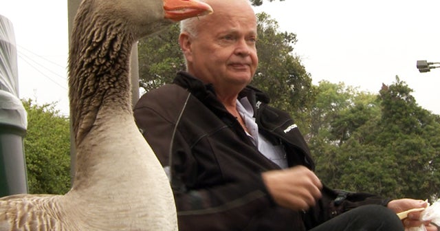 Man and a goose form unlikely friendship - CBS News