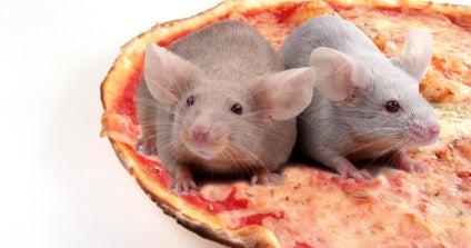 Pizzeria owner dumped mice on rivals, cops say - CBS News