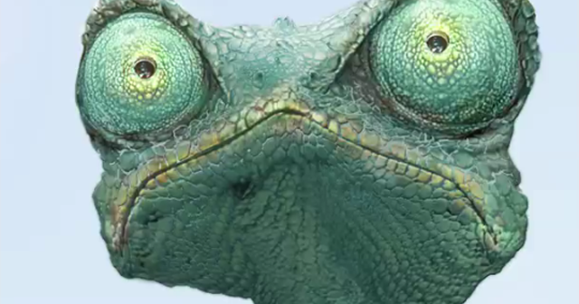 Anatomy of a "live" animation