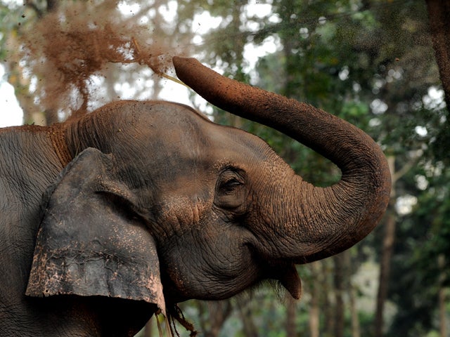 Nature's 5 smartest animal species