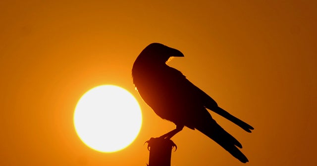 Nature's 5 smartest animal species