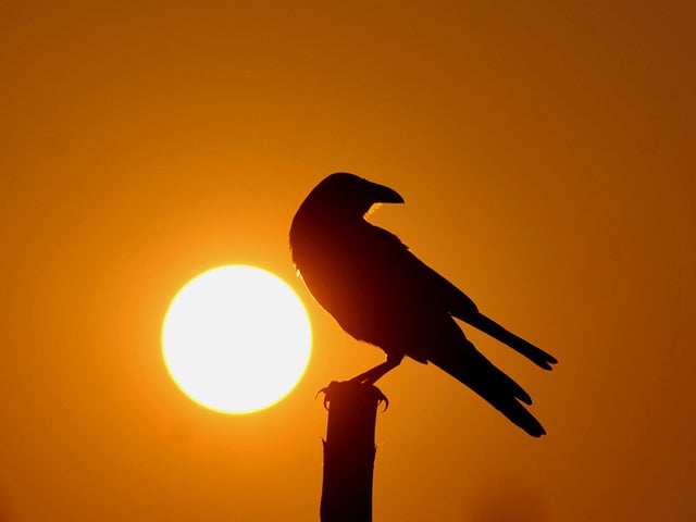 Nature's 5 smartest animal species