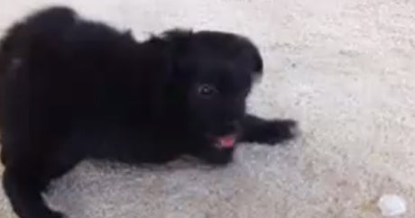 Adorable Overload: Puppy vs. ice cube - CBS News