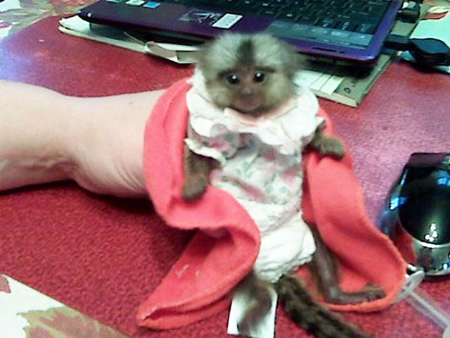 Woman goes to court with a monkey in her bra - CBS News