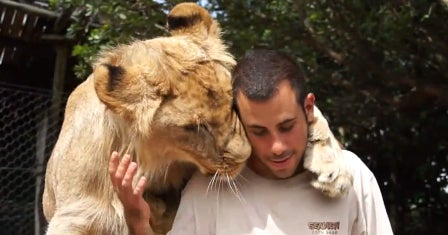 Adorable: Zookeeper gets affection from lions - CBS News