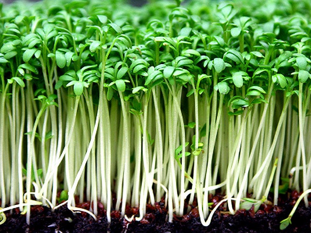 10 foods most likely to make you sick