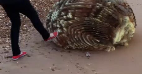 OMG: Massive egg-creature thing found on the beach of Bournemouth ...