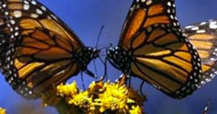 Monarch butterfly makes colorful comeback - CBS News