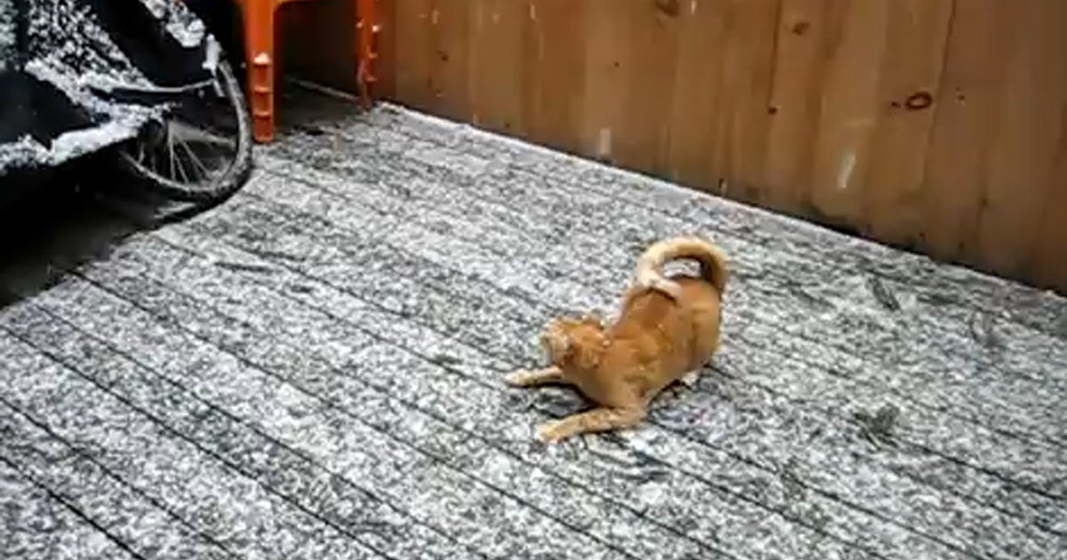 Adorably silly cat fears and fights snowfall - CBS News