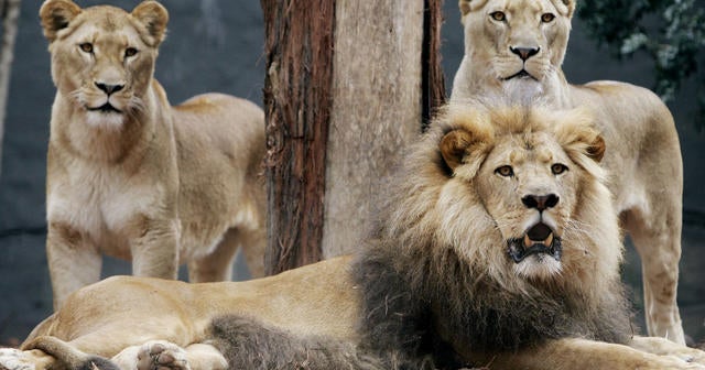 Half of Africa's lions may go extinct in 40 years - CBS News