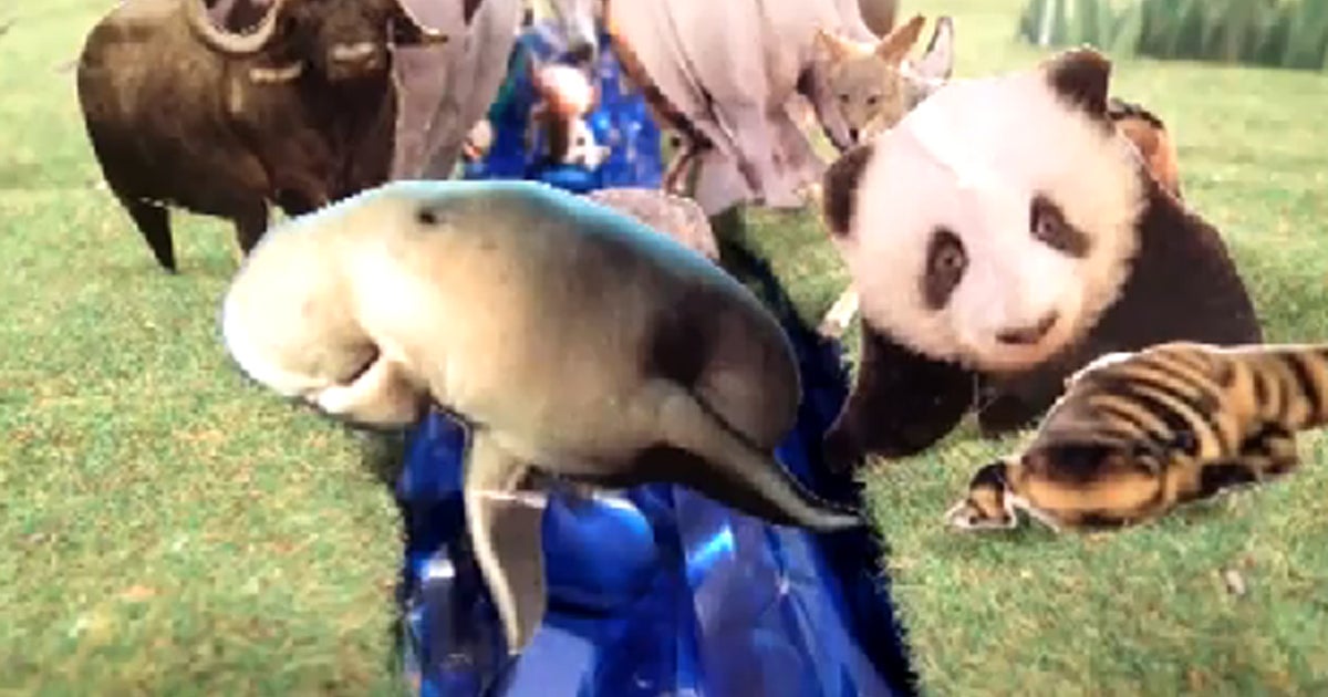 "Animal Beatbox" is a musical medley of fun (with dogs and cats, too ...