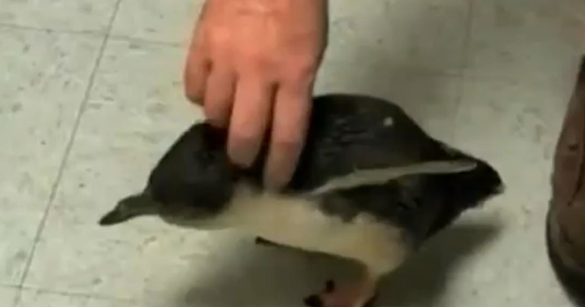 Adorable: Penguin getting tickled - CBS News