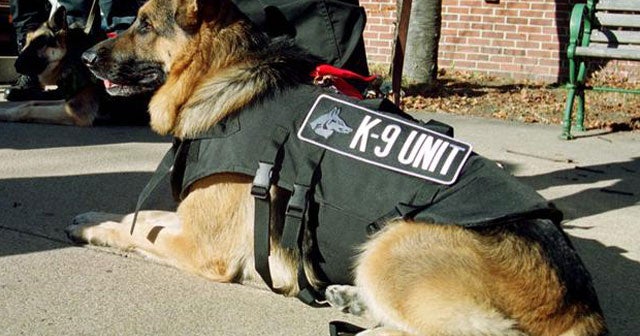 Conn. police dog gets pink slip - CBS News