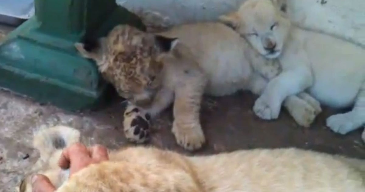 How to make a lion cub go to sleep - CBS News