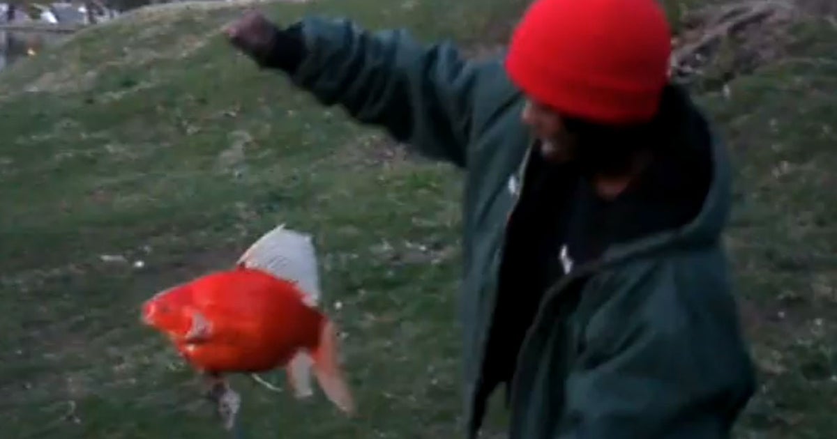 WOW: Woman catches monster goldfish - CBS News