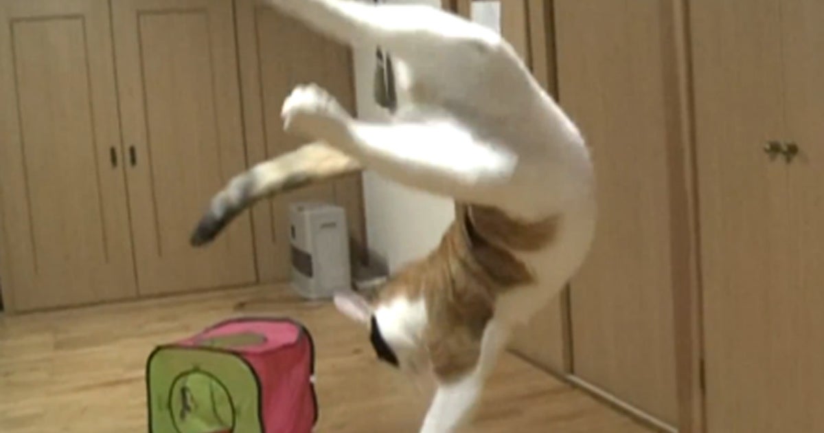 Cats jumping into the air in slow-motion - CBS News