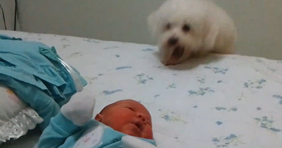 Adorable: Billy the dog really wants to get a look at new baby Isabelle ...
