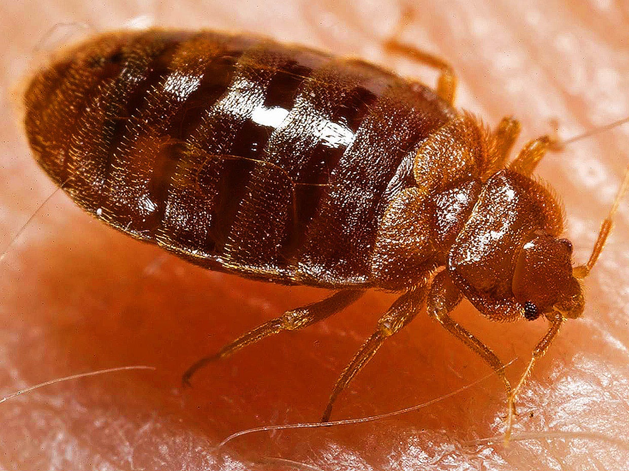 Yikes! Bedbugs!! 15 best bug-busting tips for travelers