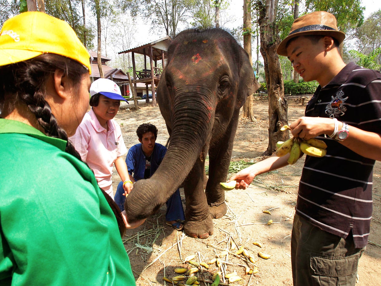 Elephants vs. autism in Thailand