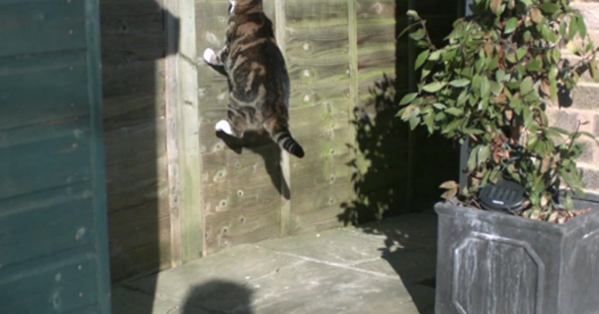 WOW: Gravity-defying cat filmed in slow-motion - CBS News