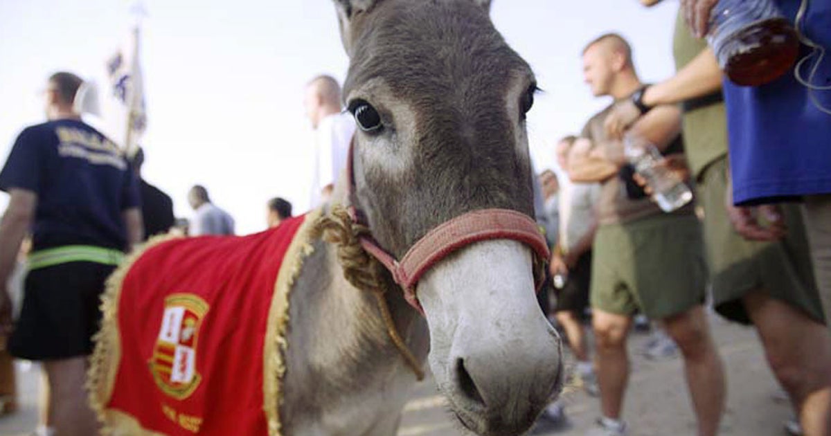 Smoke the Iraqi donkey becomes an American - CBS News