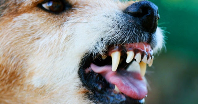 Danger! 15 worst cities for dog attacks