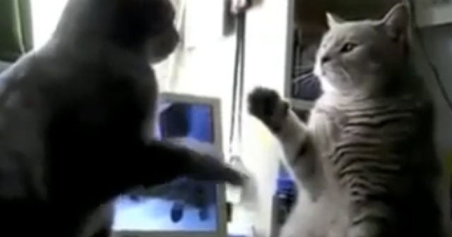 Cats playing intense game of pat-a-cake - CBS News