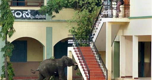 Elephant rampage caught on tape in India - CBS News