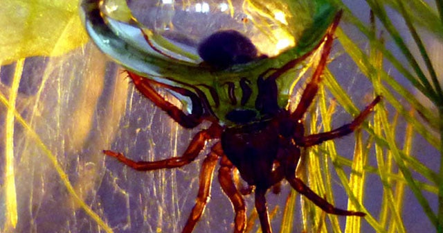 Secret of incredible aqualung spider uncovered - CBS News