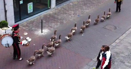 Flock of geese is honored with a parade - CBS News