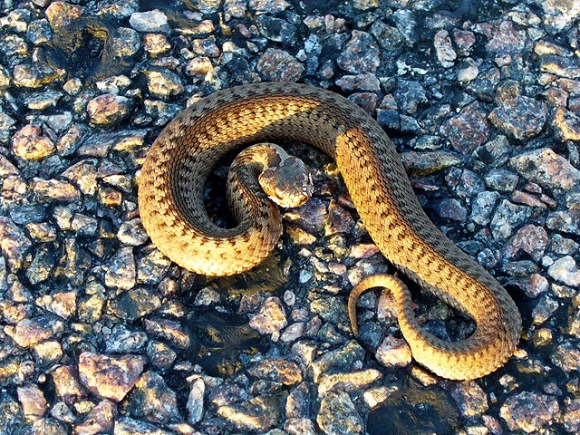 Snake! 15 deadliest serpents