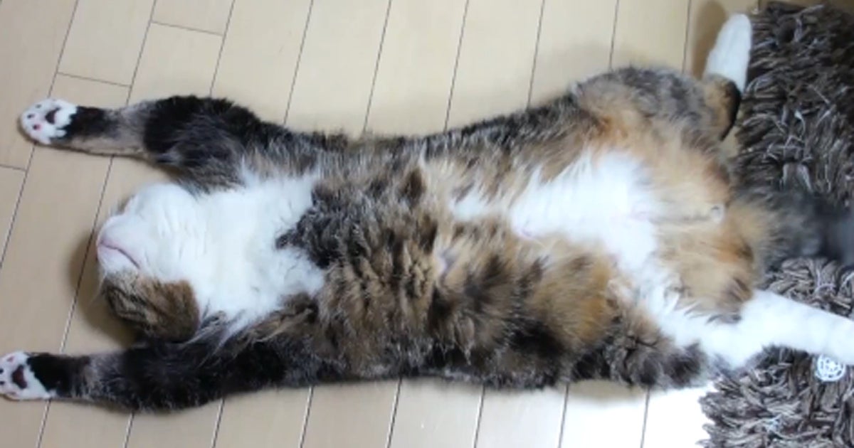 "Maru the Cat" is exhausted and feeling very lazy - CBS News