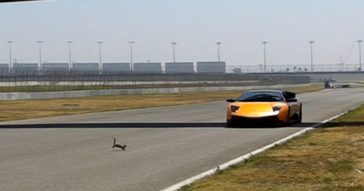 Meet the luckiest squirrel to ever run across a race track - CBS News